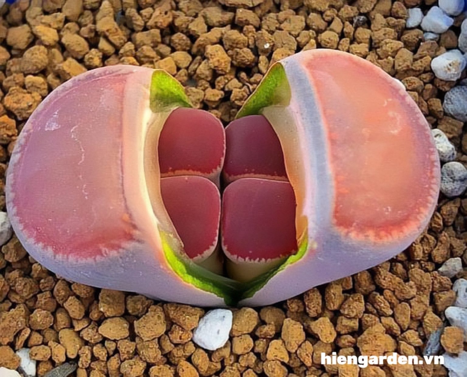 Bán cây sen đá mông đẹp, giá tốt: Hien's Garden