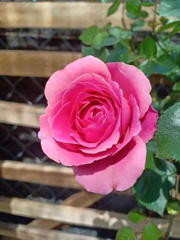 Hien's Garden: Bán cây hoa hồng bụi Lafont Rose đẹp, giá tốt