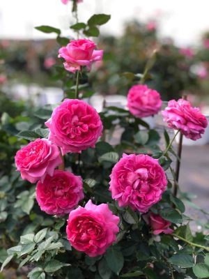 Hien's Garden: Bán cây hoa hồng bụi Lafont Rose đẹp, giá tốt