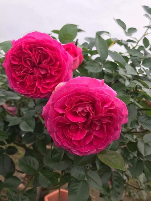 Hien's Garden: Bán cây hoa hồng bụi Lafont Rose đẹp, giá tốt