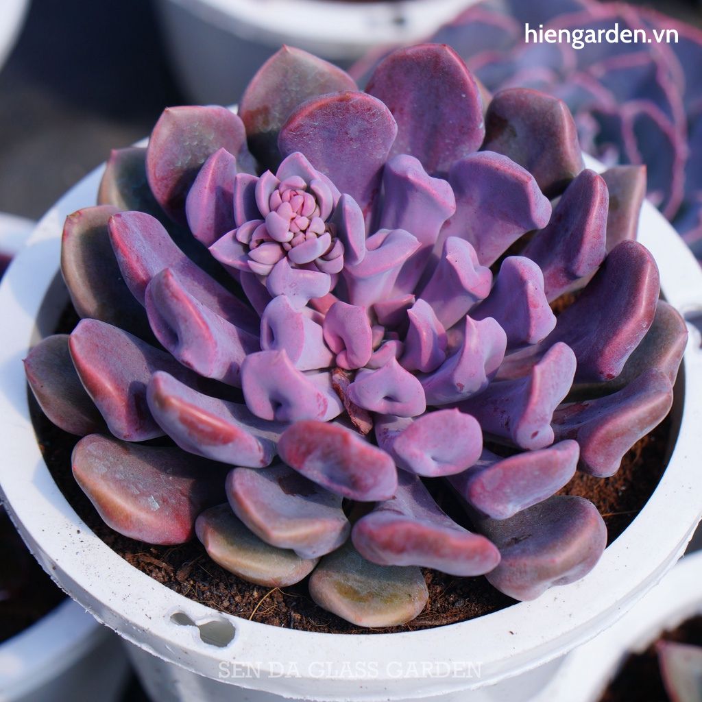 Bán cây sen đá tím đẹp, giá tốt: Hien's Garden