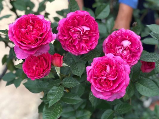 Hien's Garden: Bán cây hoa hồng bụi Lafont Rose đẹp, giá tốt