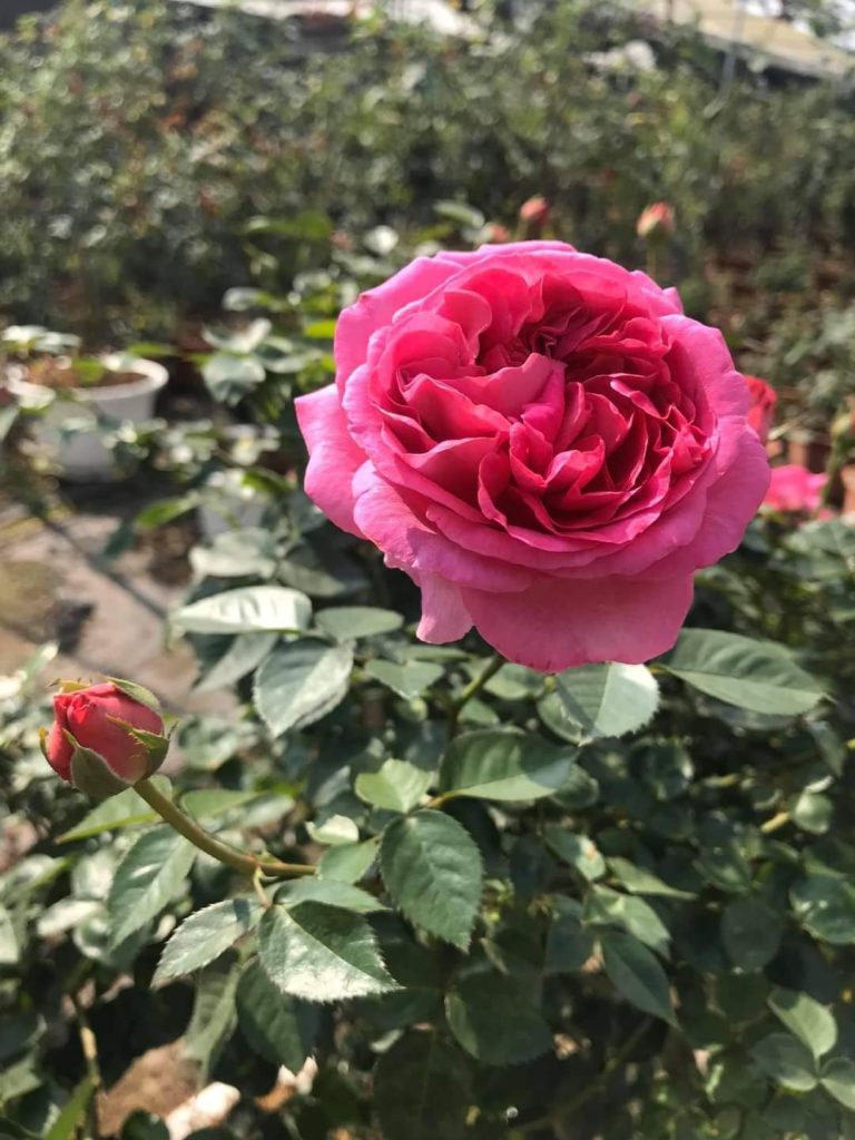 Hien's Garden: Bán cây hoa hồng bụi Lafont Rose đẹp, giá tốt
