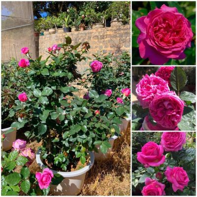 Hien's Garden: Bán cây hoa hồng bụi Lafont Rose đẹp, giá tốt
