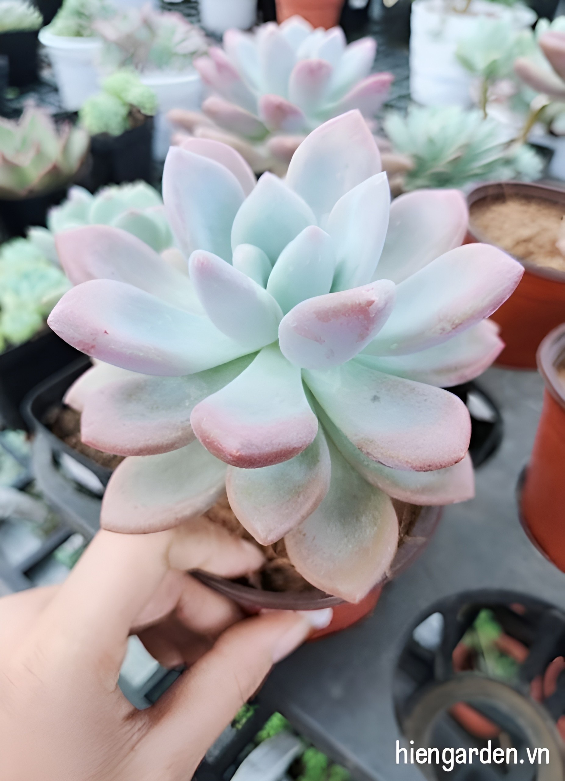 Bán cây sen đá sỏi đẹp, giá tốt: Hien's Garden