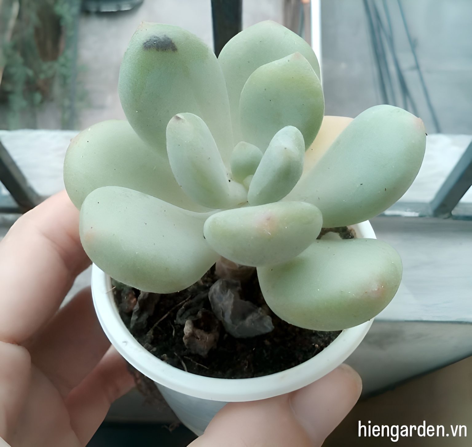 Bán cây sen đá sỏi đẹp, giá tốt: Hien's Garden