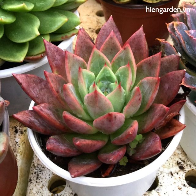 Bán cây sen đá đỏ đẹp, giá tốt: Hien's Garden